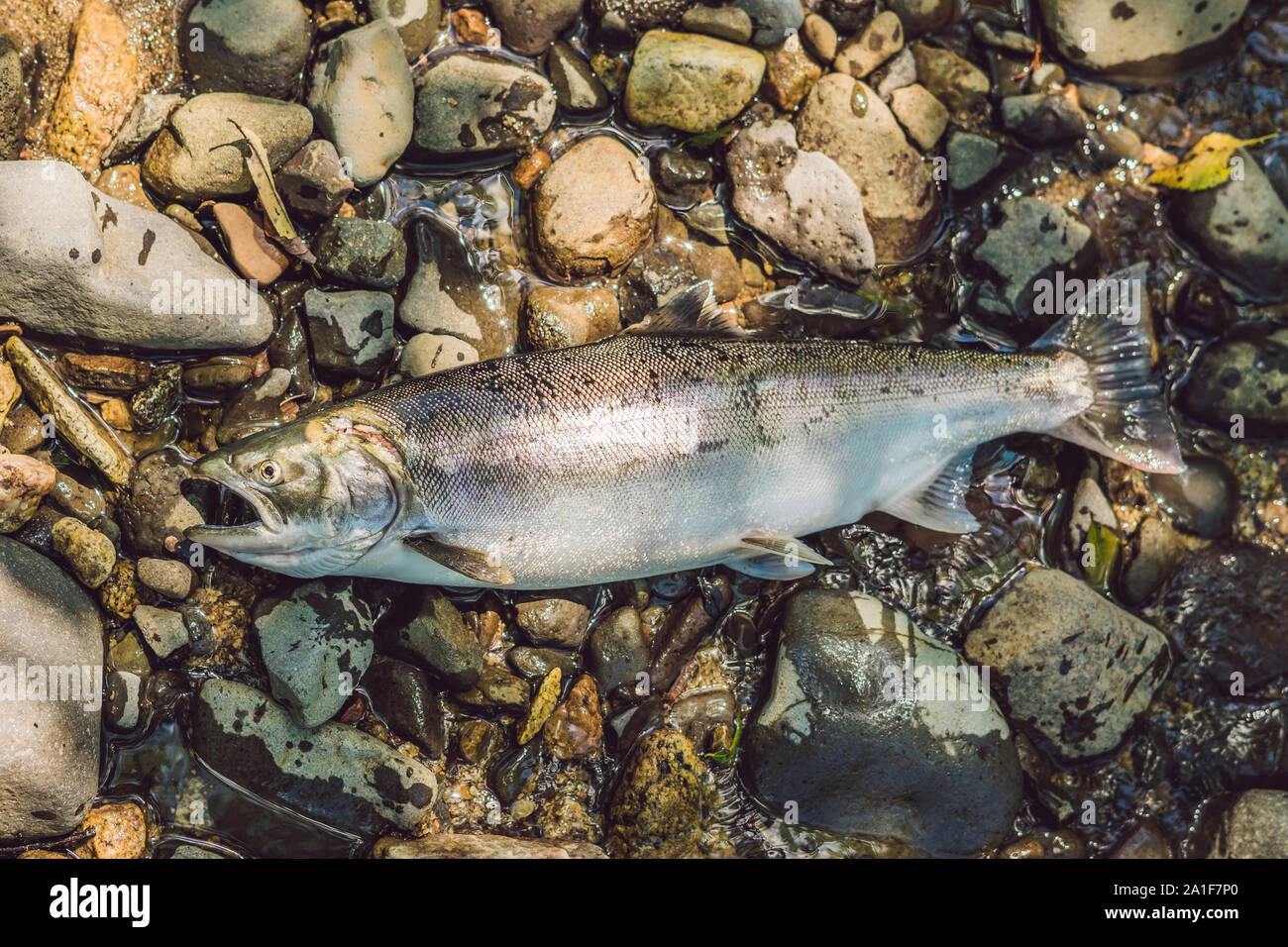 Fish killed with a gun. Fishermen poachers concept Stock Photo - Alamy