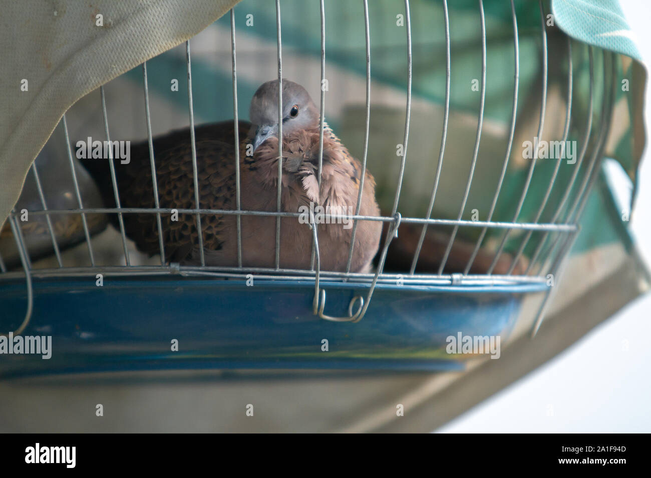 Blue bird cage hi-res stock photography and images - Alamy