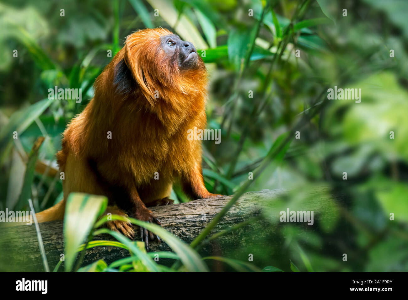 Brazilian rainforest tropical hi-res stock photography and images - Alamy