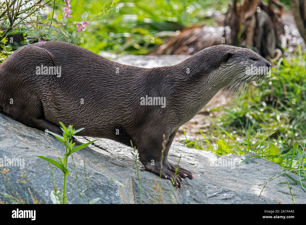 Smooth coated otter hi-res stock photography and images - Alamy