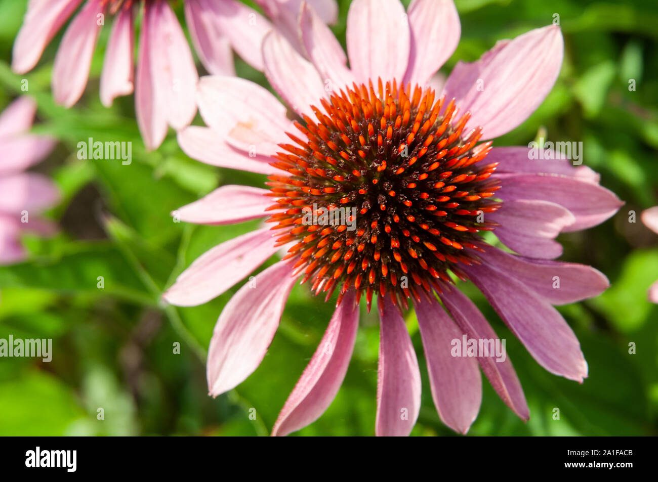 cone shaped flower of a echinacea, surrounded by pink petals, top view ...