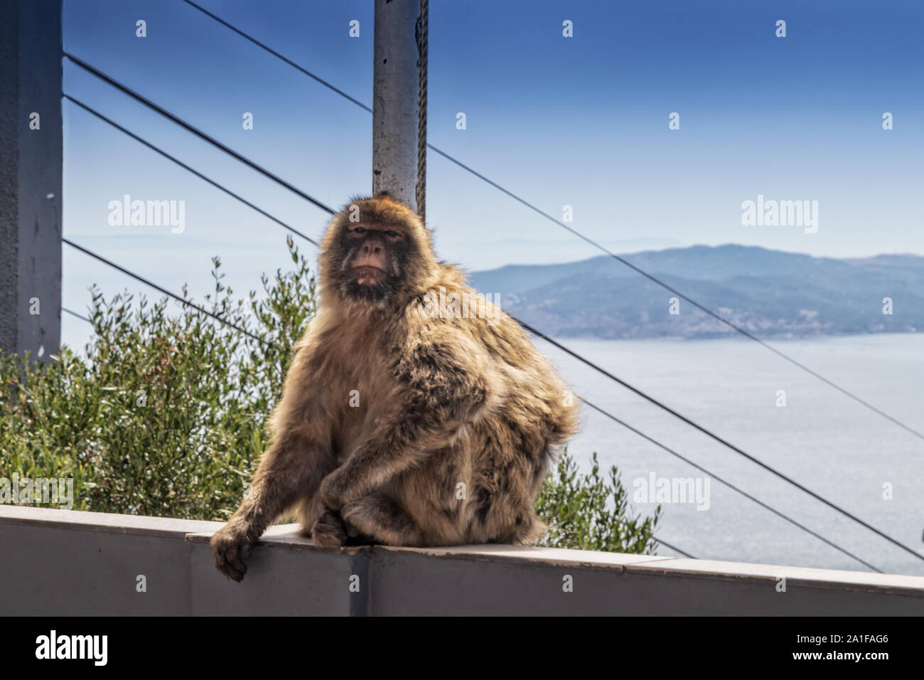Monkey making face hi-res stock photography and images - Alamy