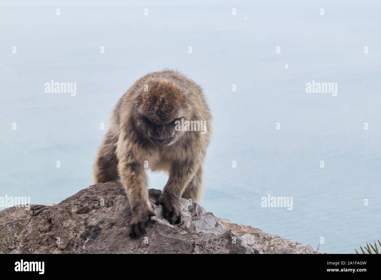 monkey climbing rock on top of a mountain Stock Photo - Alamy