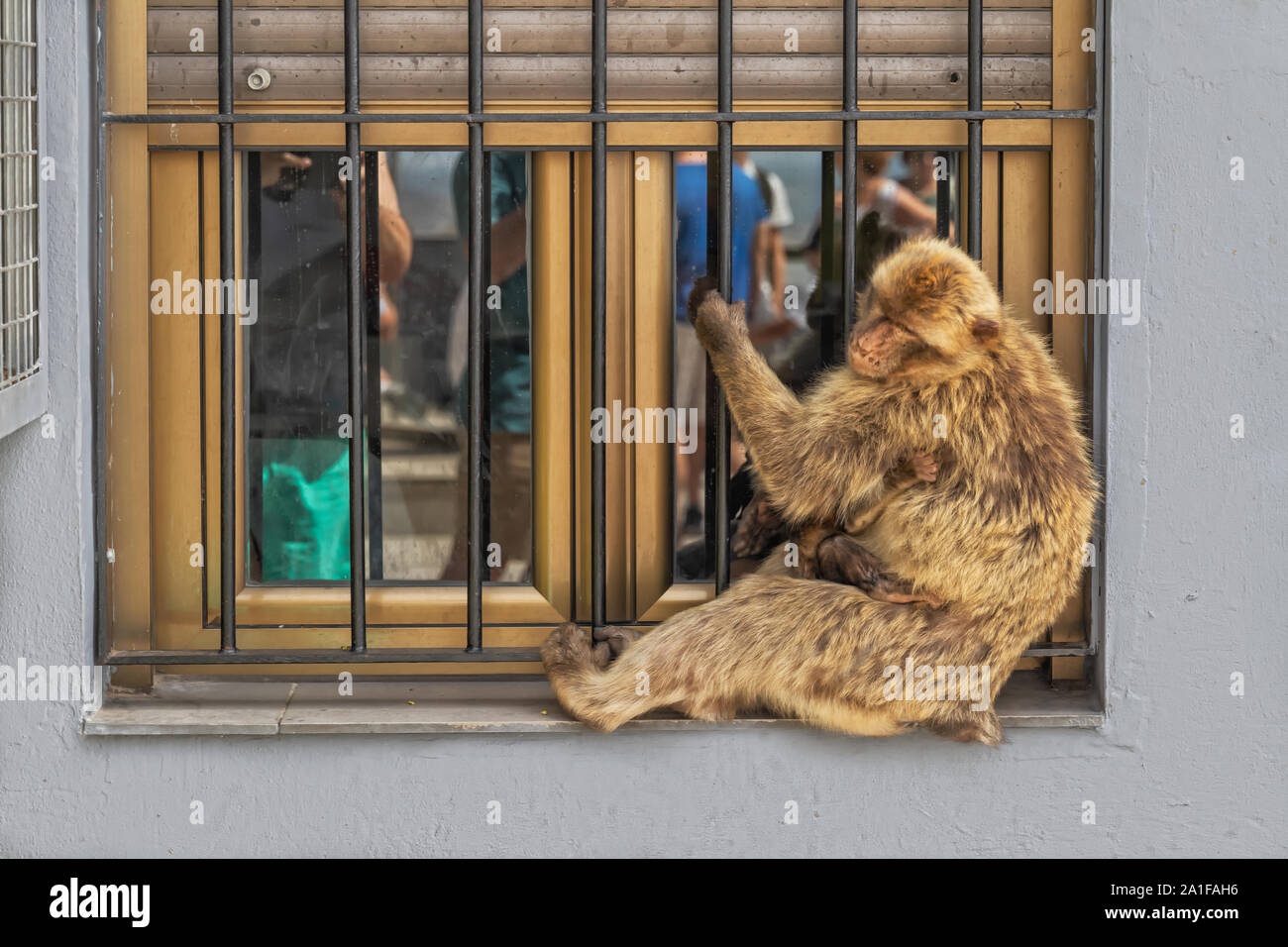 Monkey with cub clung to the window Stock Photo - Alamy