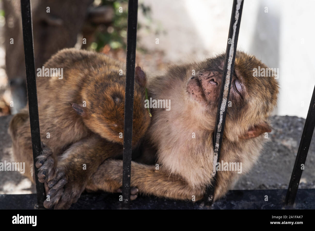 Baby monkeys sleeping, extreme close up Stock Photo - Alamy