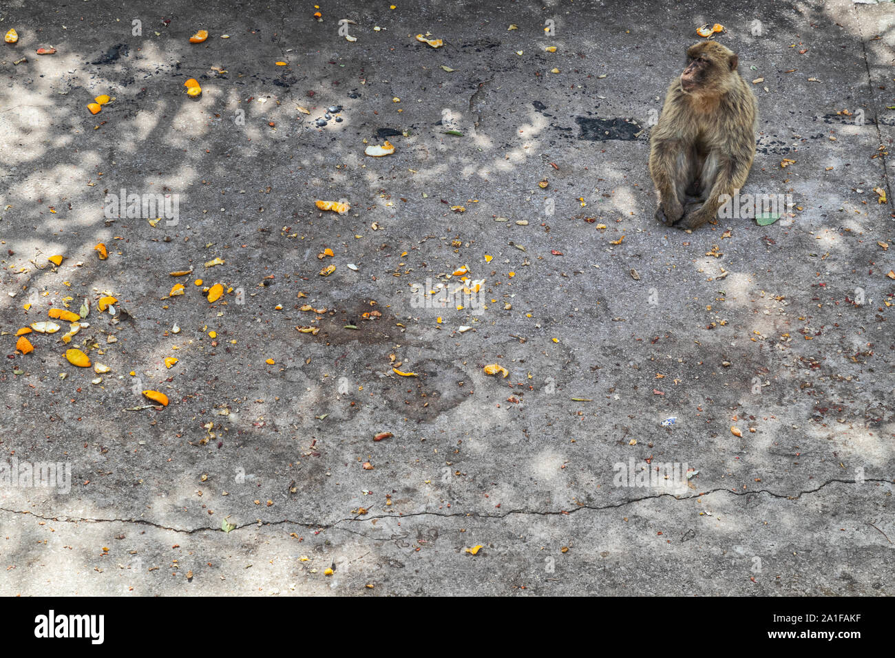 Monkey food clean hi-res stock photography and images - Alamy