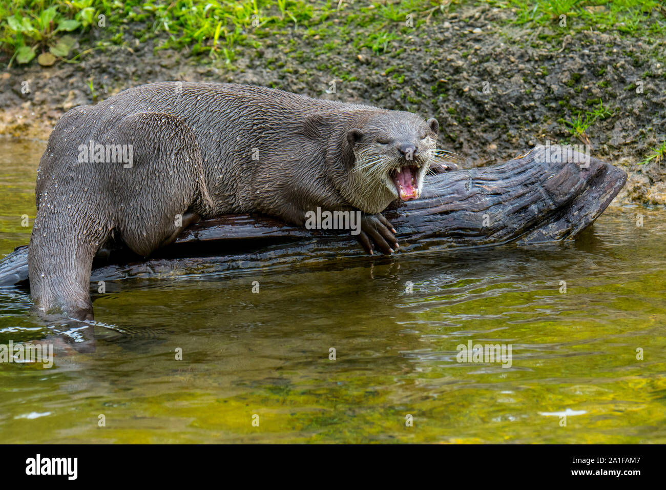 Smooth-coated otter (Lutrogale perspicillata / Lutra perspicillata ...
