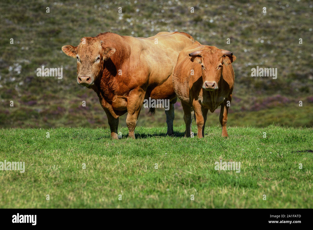 Couple and bull hi-res stock photography and images - Alamy