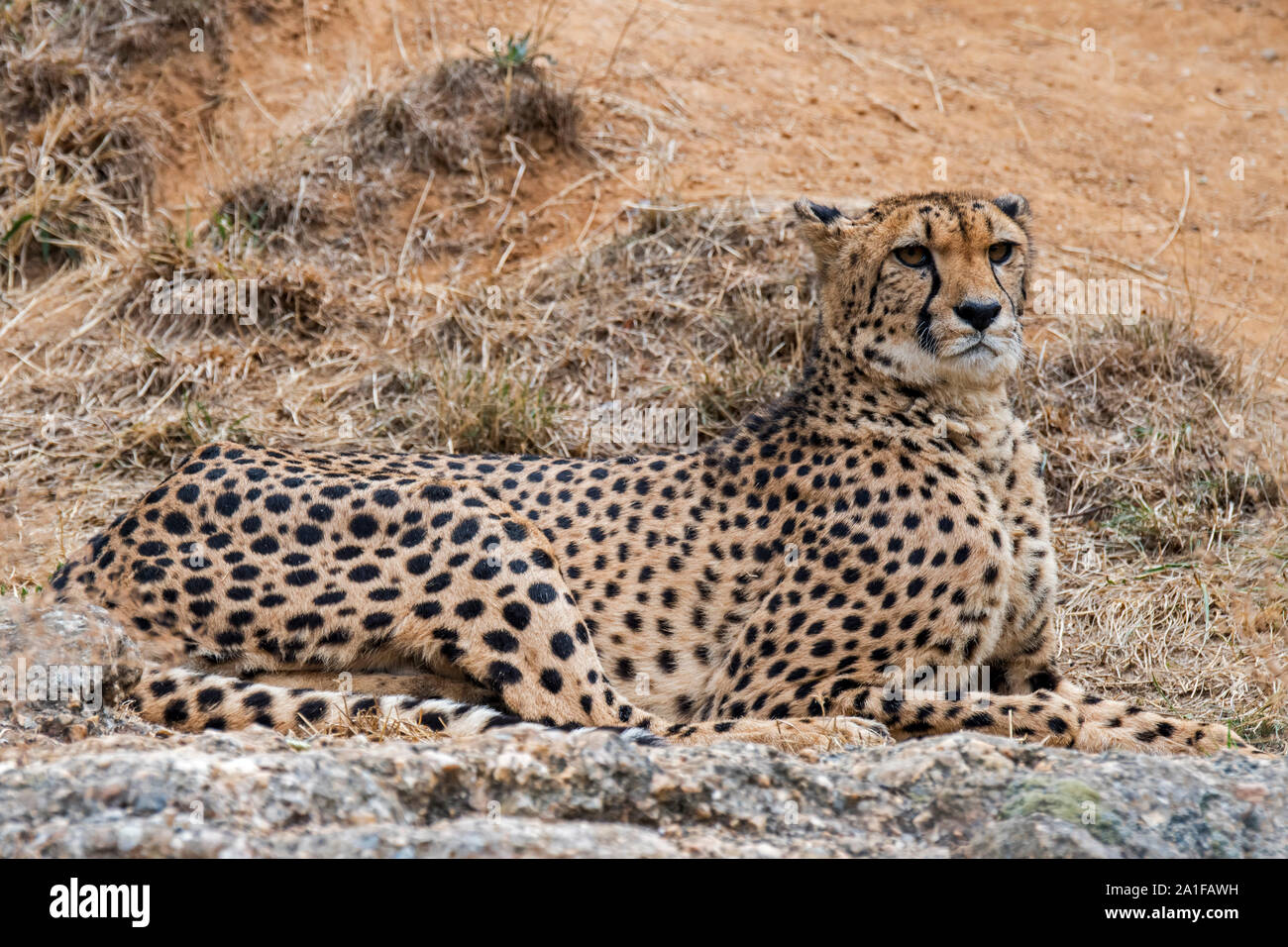 Cheetah Sitting Up In Color