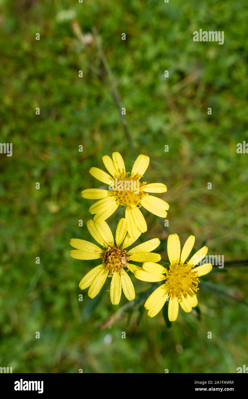 Groundsel wild flower Stock Photo - Alamy
