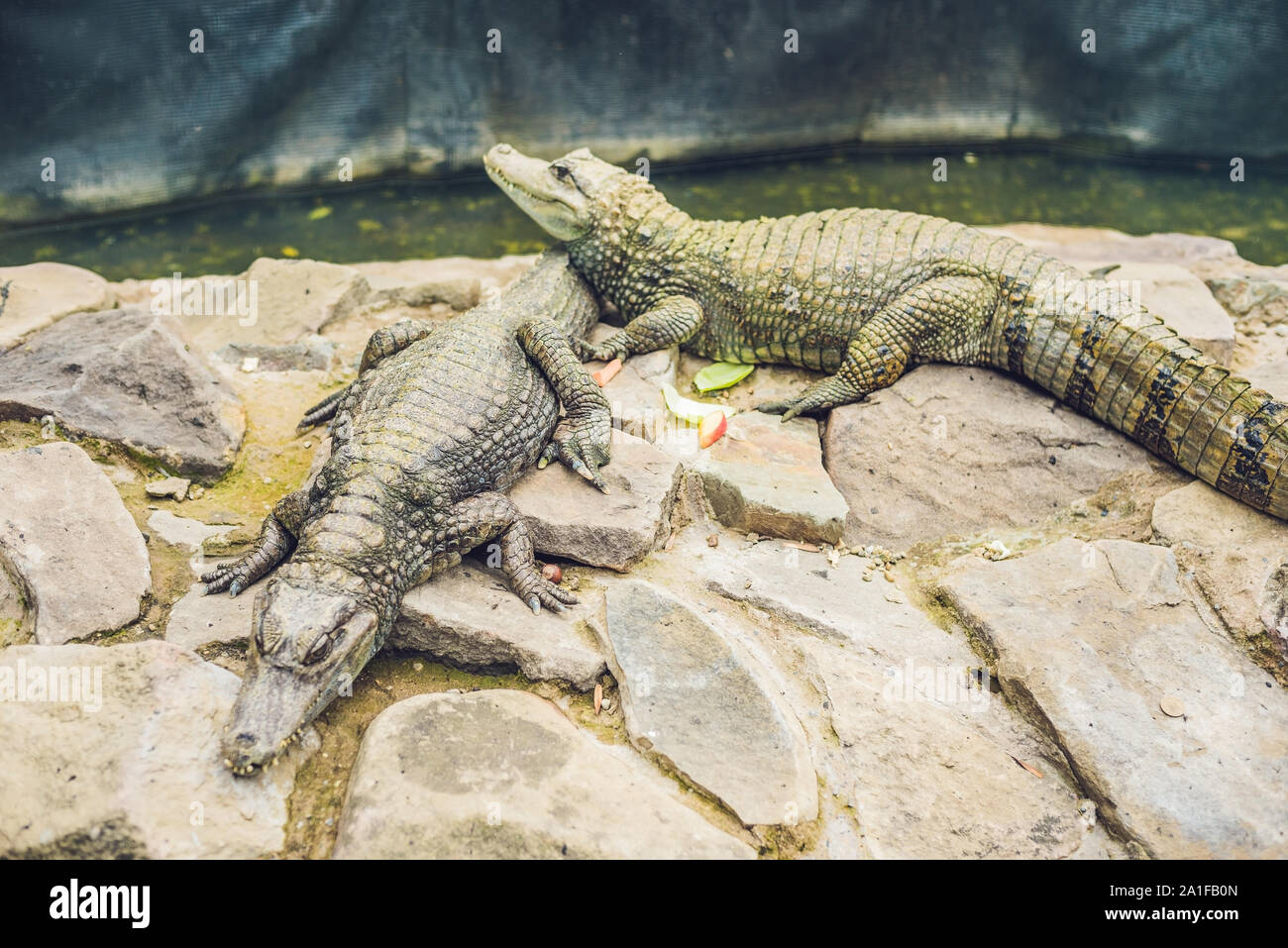 Two crocodiles lies by the river at the zoo Stock Photo - Alamy