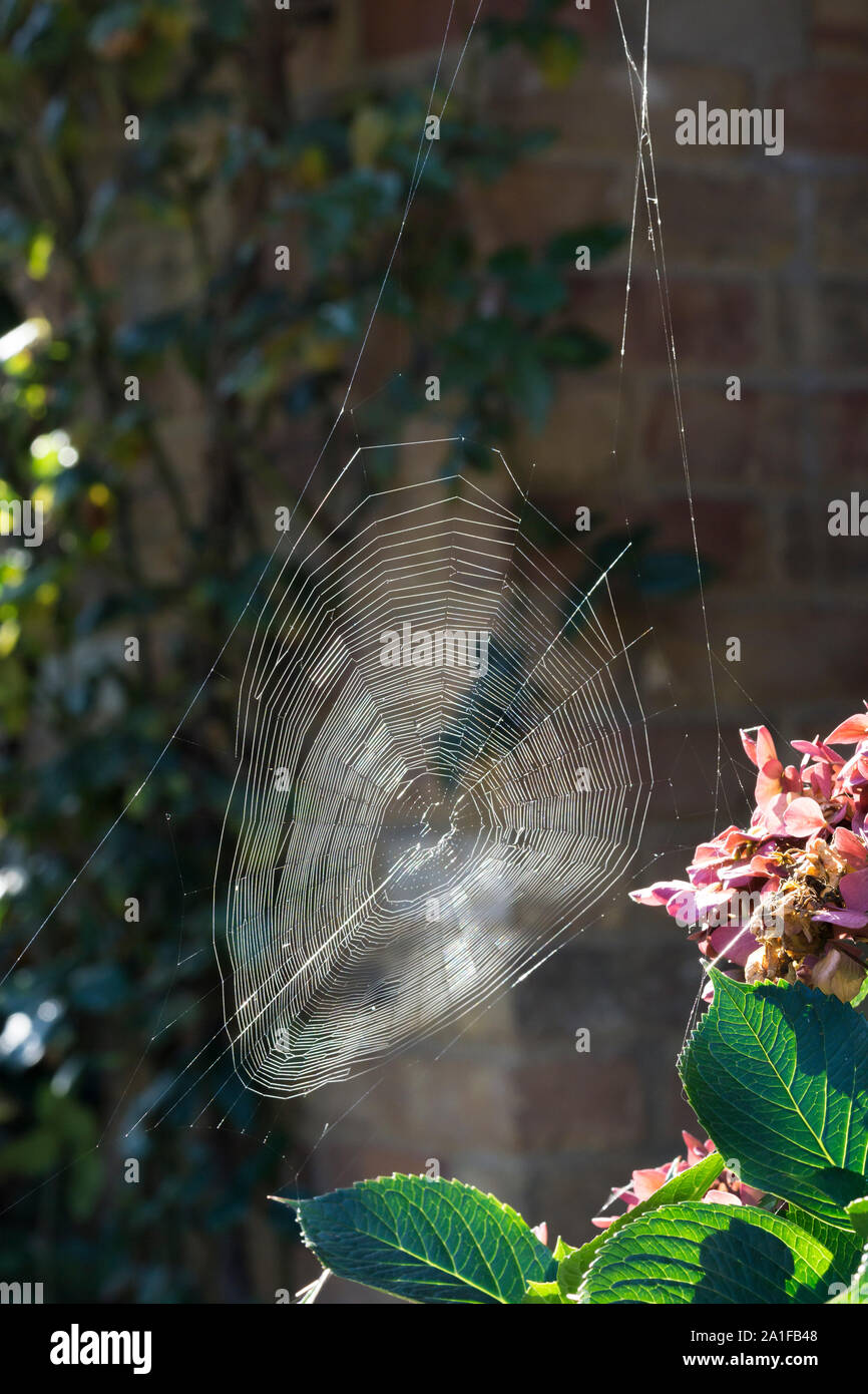 Sun spiders hi-res stock photography and images - Alamy