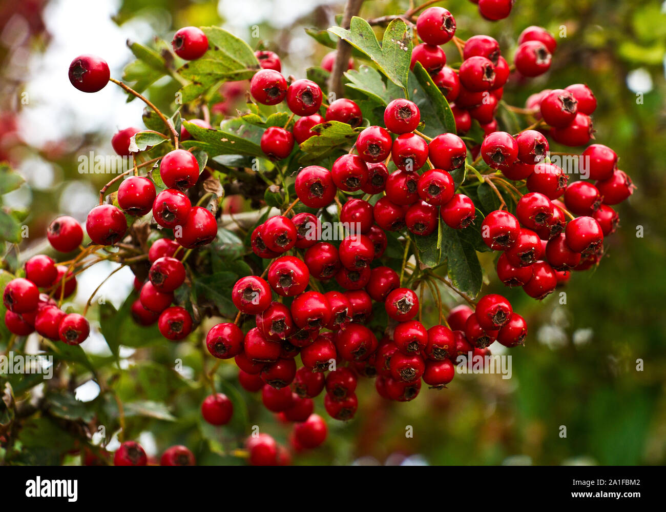 A variable fruiting plant, the Common Hawthorn can either be a small ...