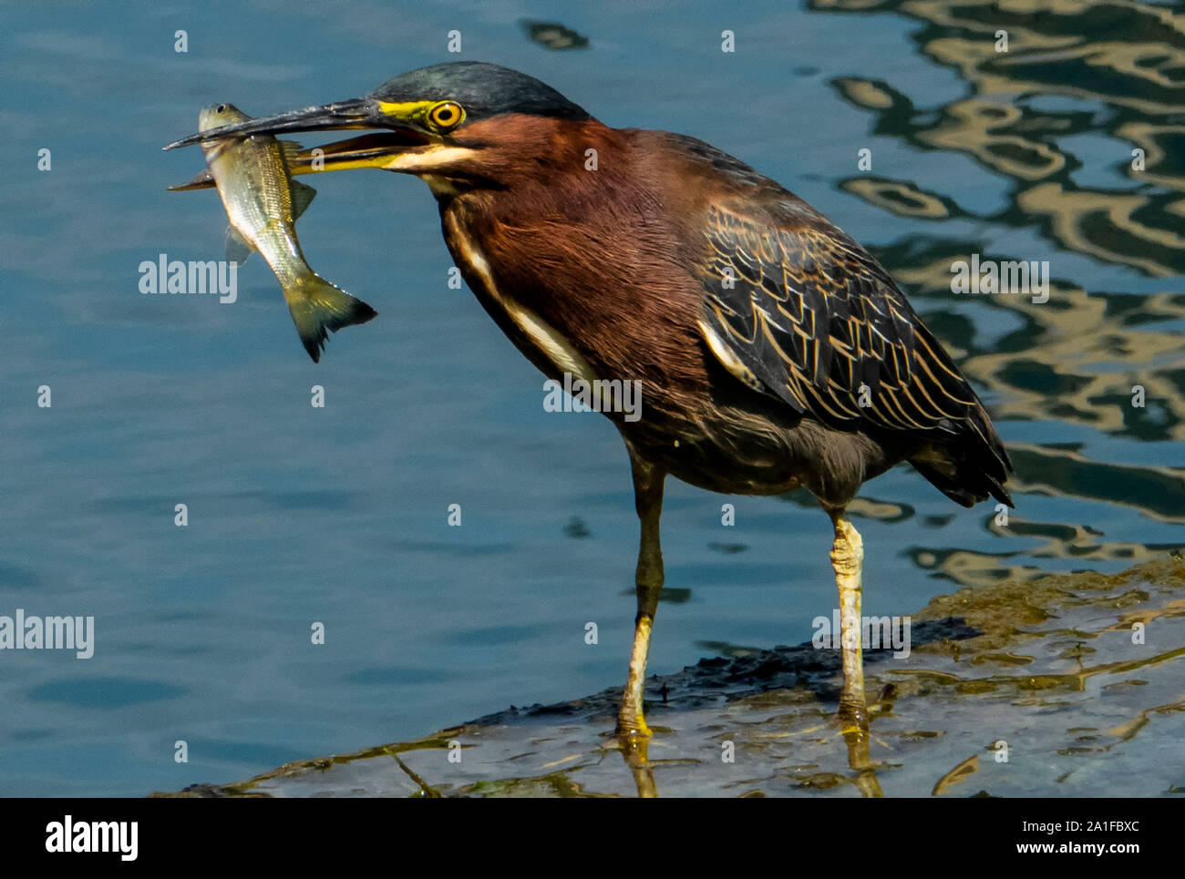 Snapped fish hi-res stock photography and images - Alamy
