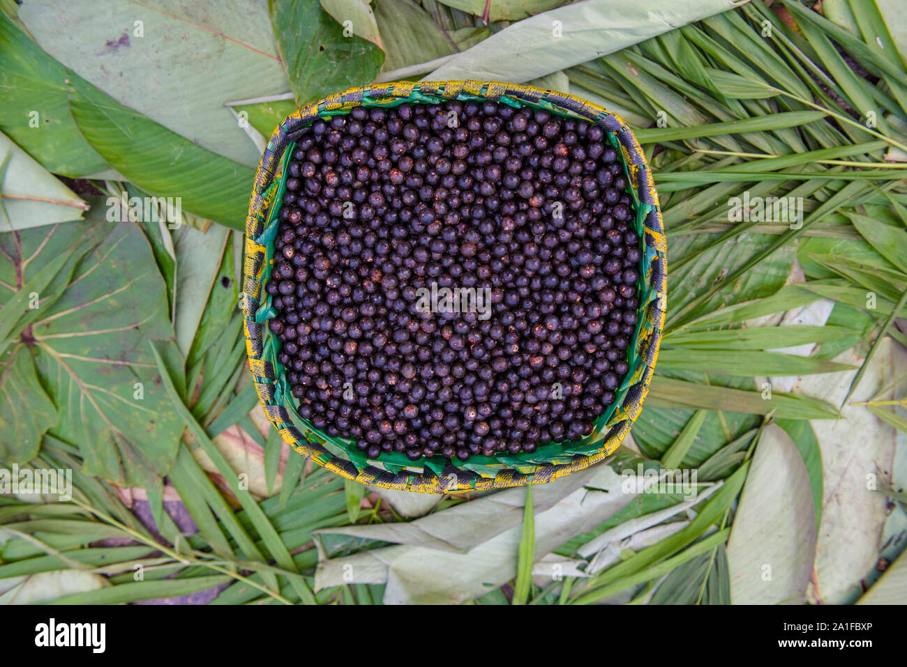 Acai palm hi-res stock photography and images - Alamy