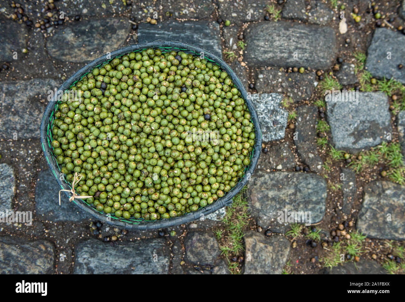 Green acai berries, an exotic fruit from Amazon, on basket Stock Photo ...