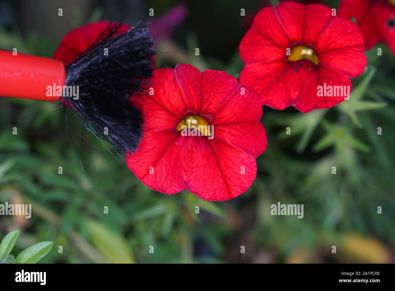 Paintbrush Pollination High Resolution Stock Photography and Images - Alamy