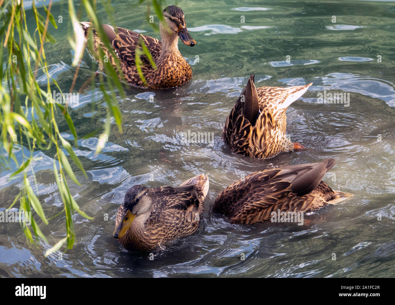 Going under hi-res stock photography and images - Alamy