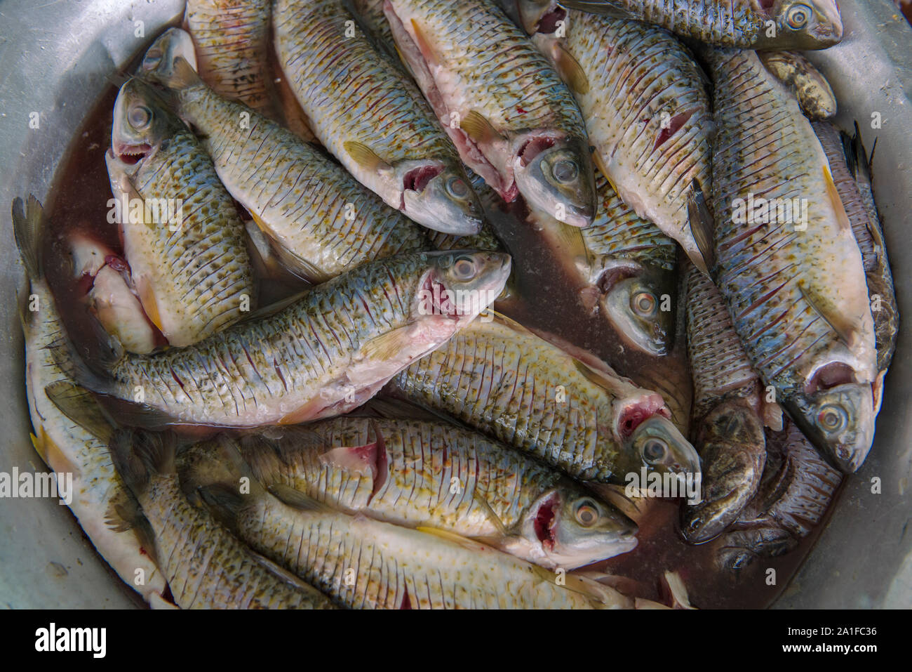 Cluster of fish hi-res stock photography and images - Alamy
