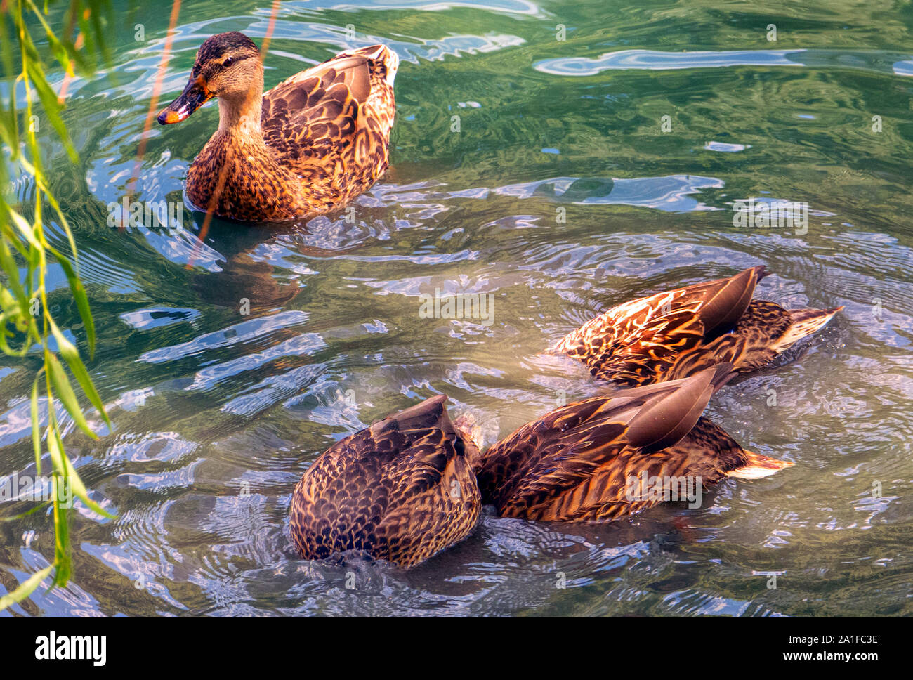 Dunking birds hi-res stock photography and images - Alamy