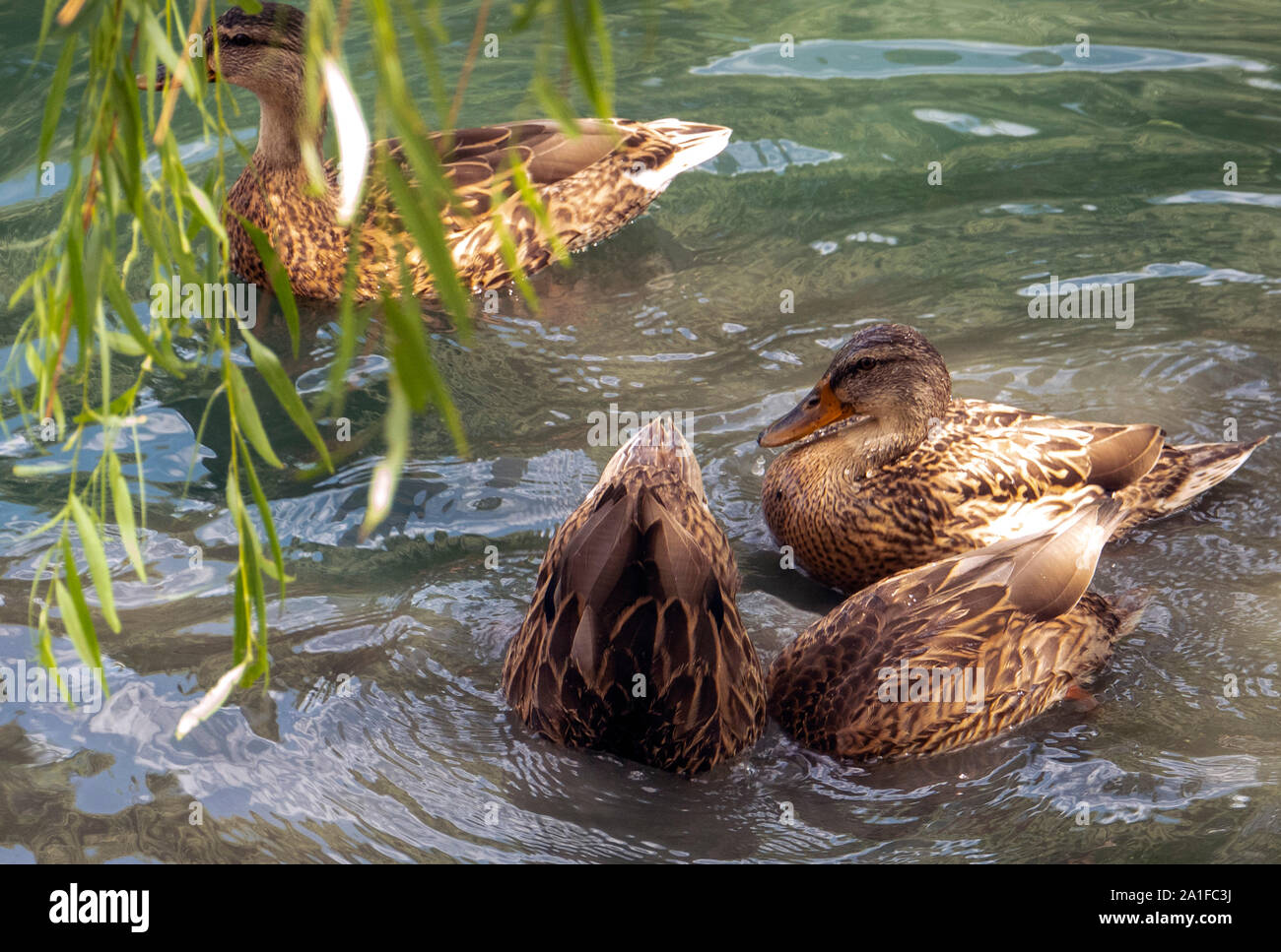 Playing in water Stock Photo - Alamy