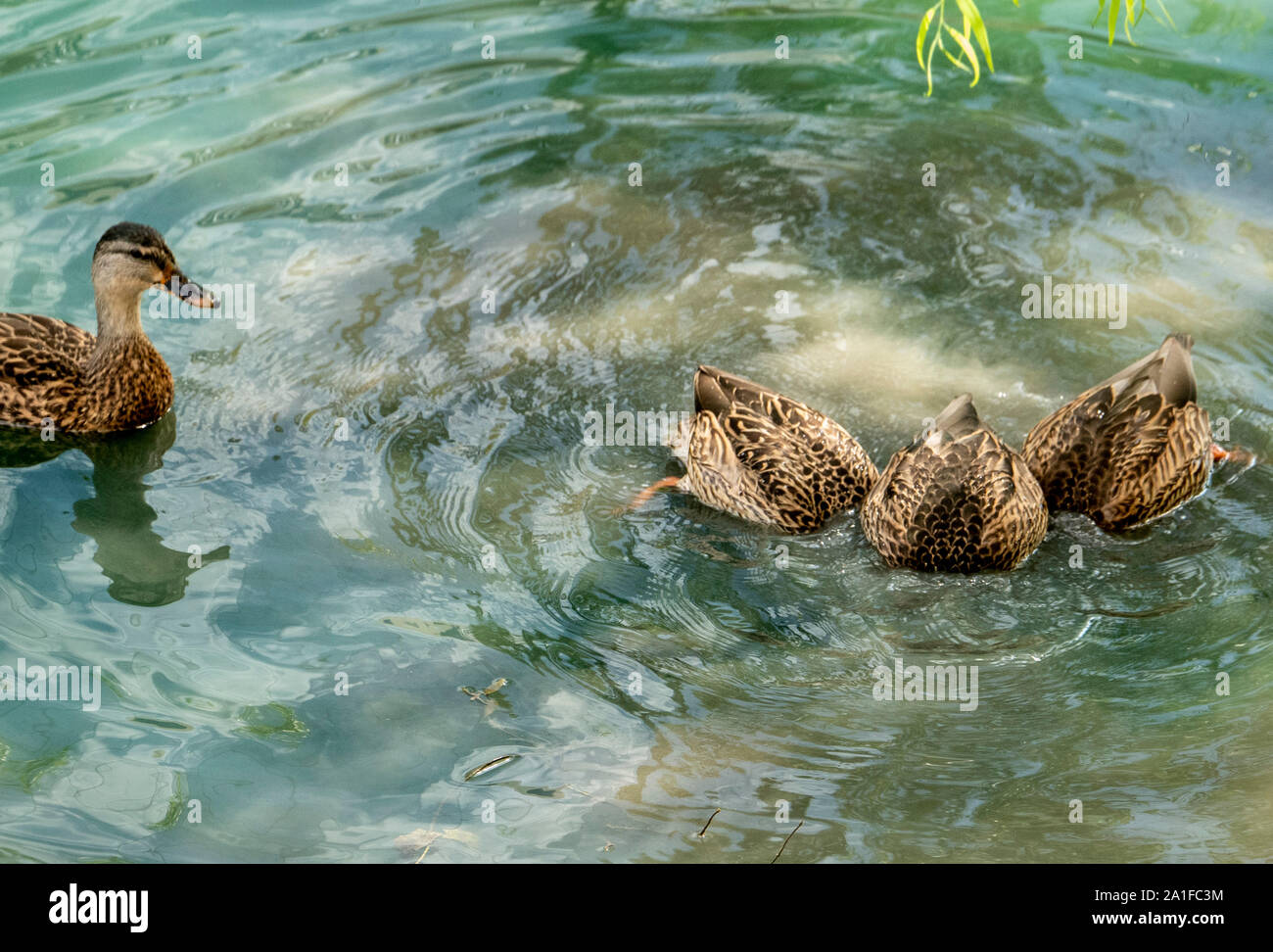 Ducks dunking in water hi-res stock photography and images - Alamy