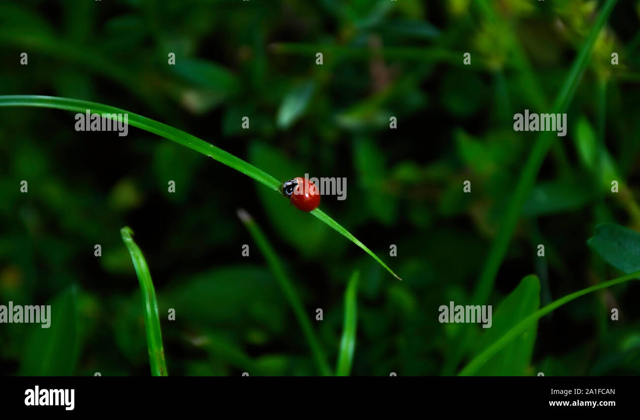 Red Insect on a beautiful green grass Stock Photo - Alamy