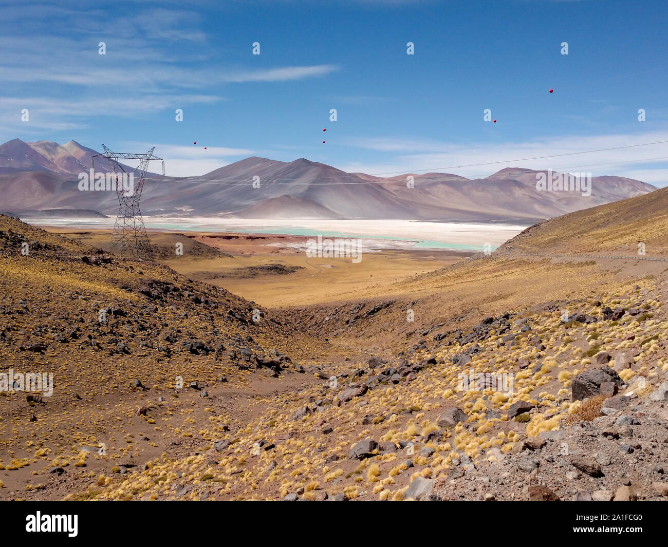 Atacama desert flowers hi-res stock photography and images - Alamy