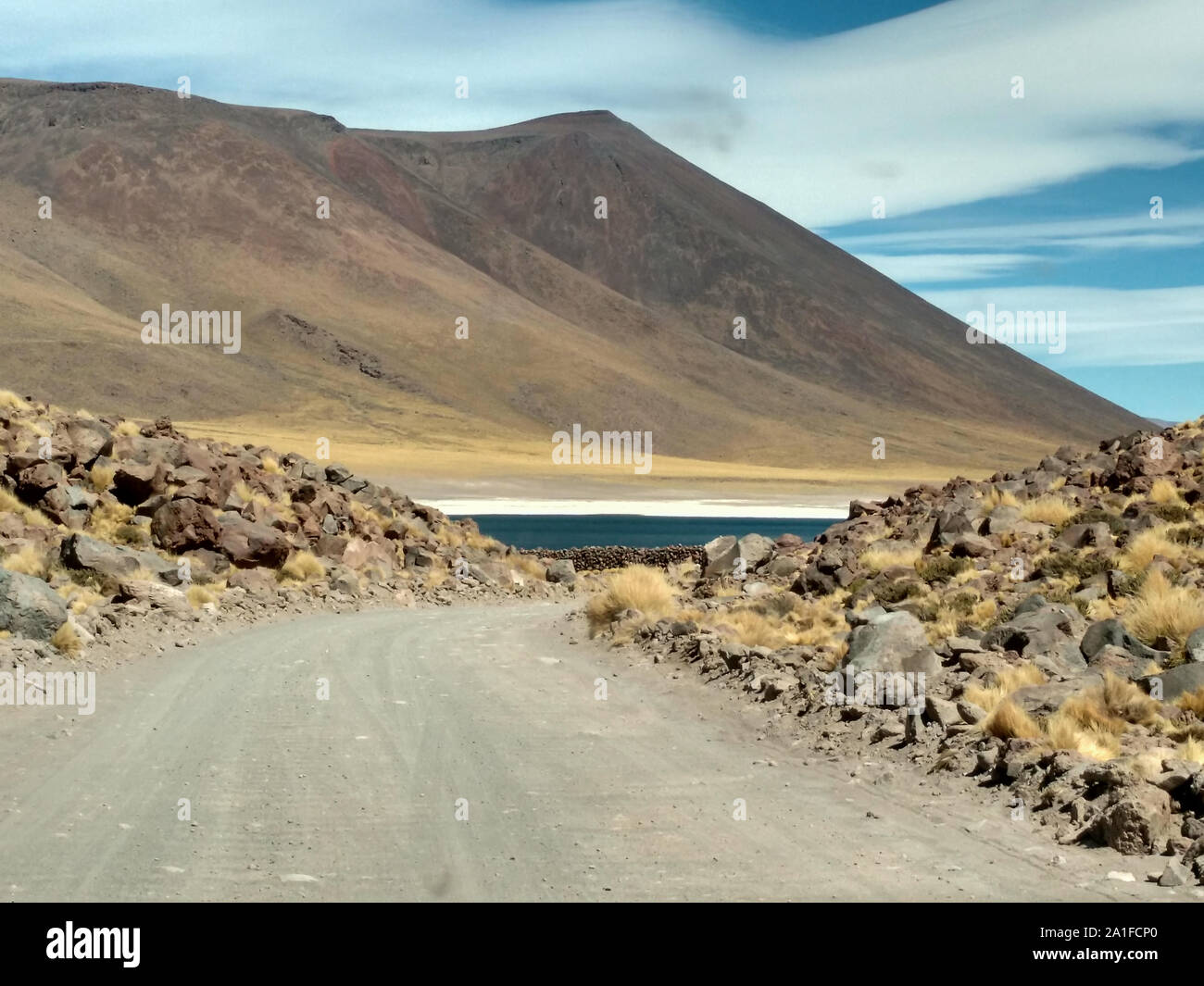 Atacama desert flowers hi-res stock photography and images - Alamy