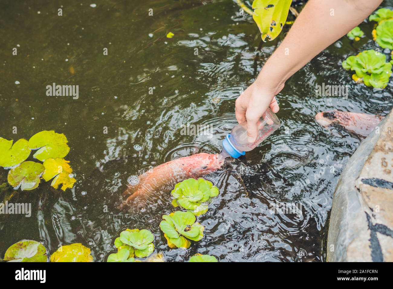 Feeding fishes from baby bottles. Koi carps Stock Photo - Alamy
