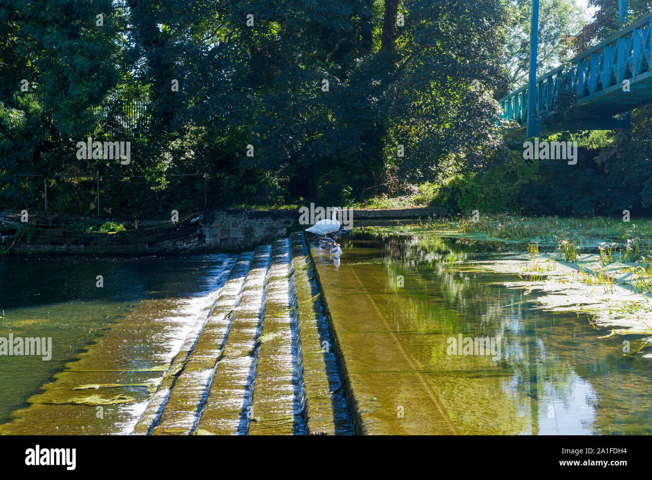 Blandford Forum Weir, River Stour, Dorset, UK Stock Photo - Alamy