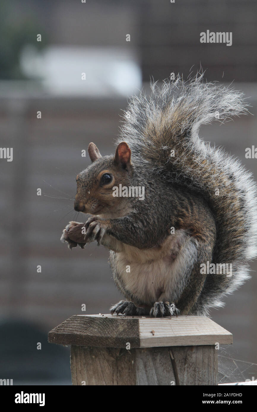 Squirrel with Nut Stock Photo - Alamy
