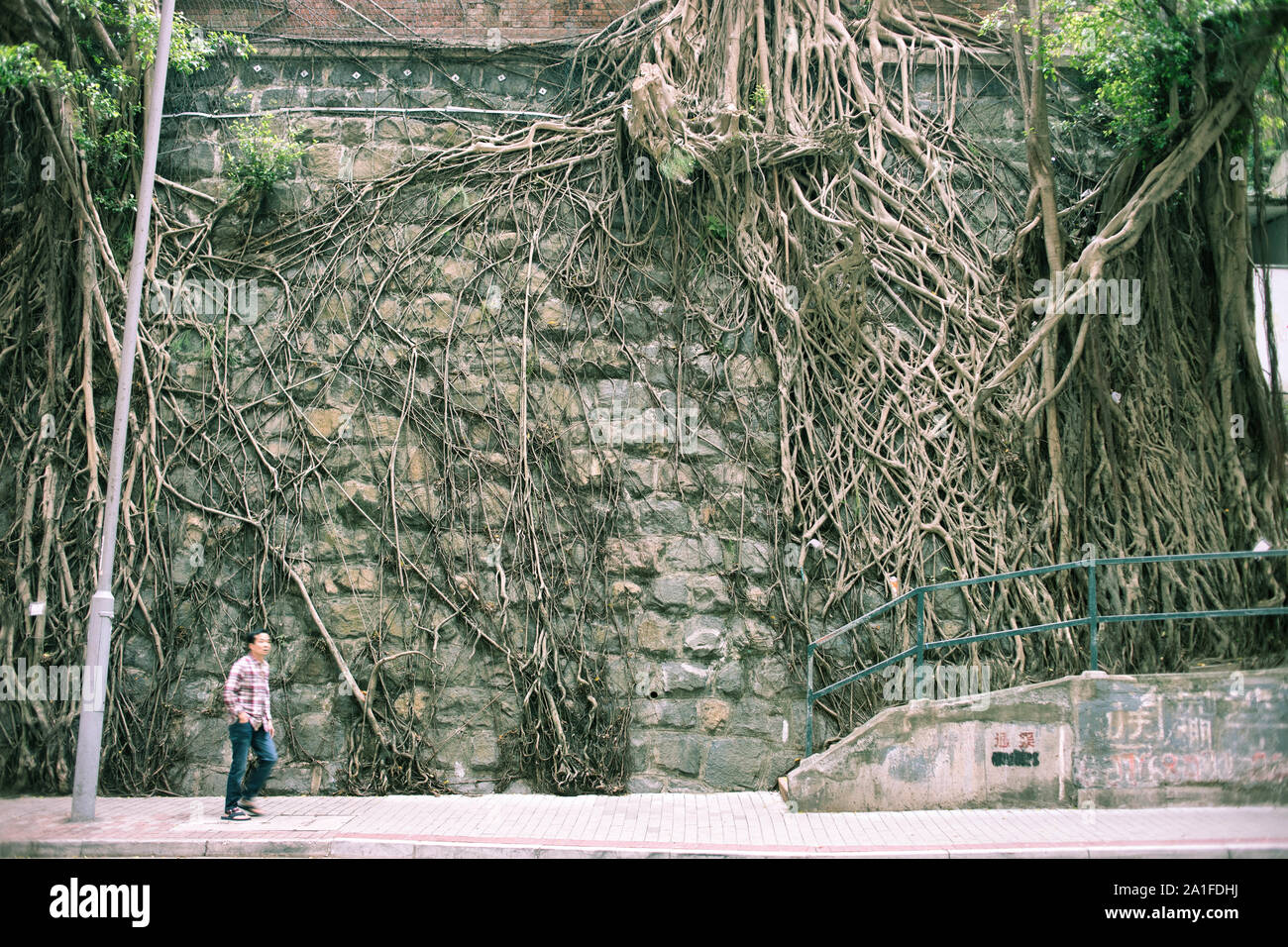 Banyan tree hong kong hi-res stock photography and images - Alamy
