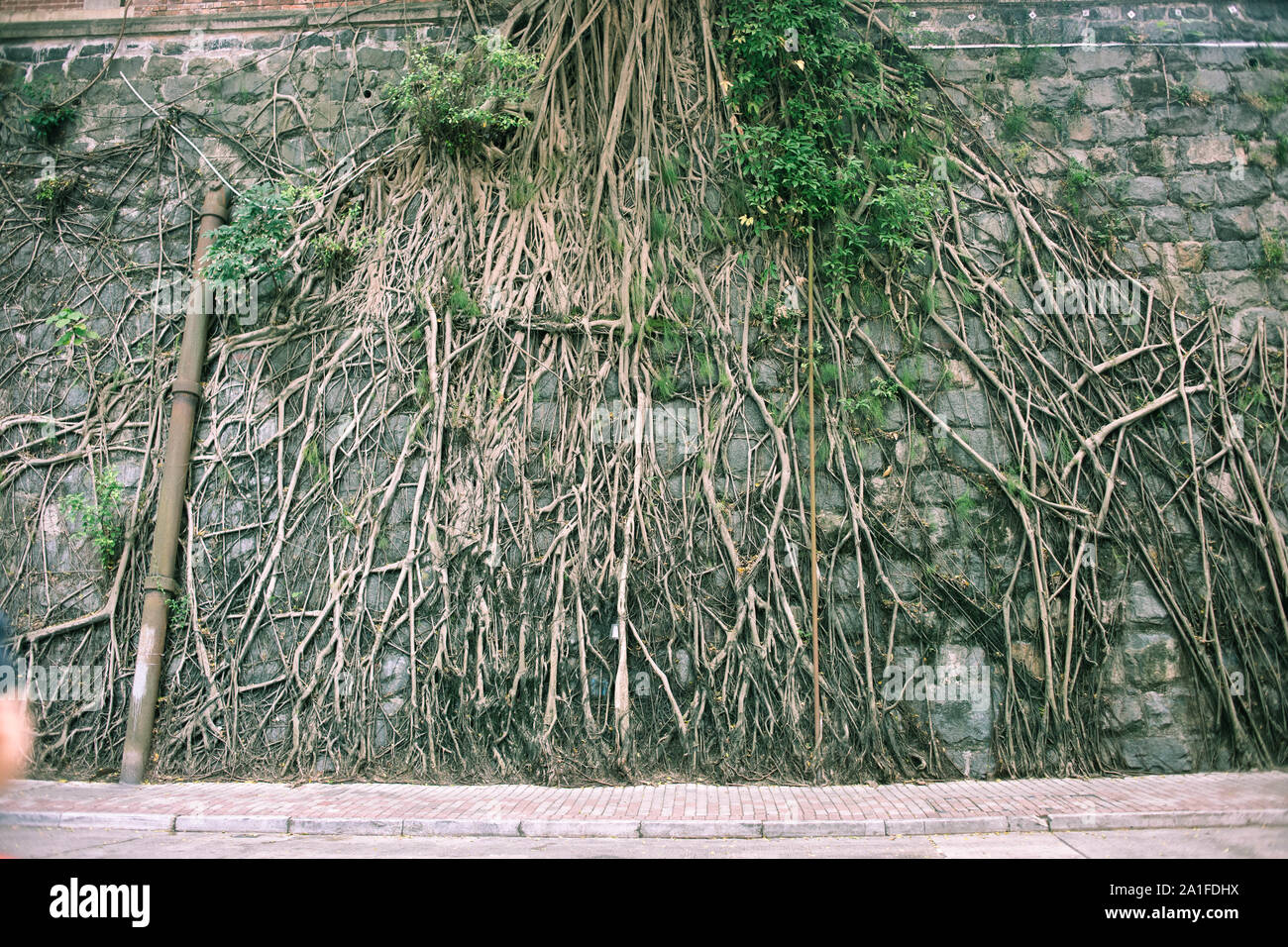 Stone wall banyan trees in Forbes street in Kennedy Town of Hong Kong ...