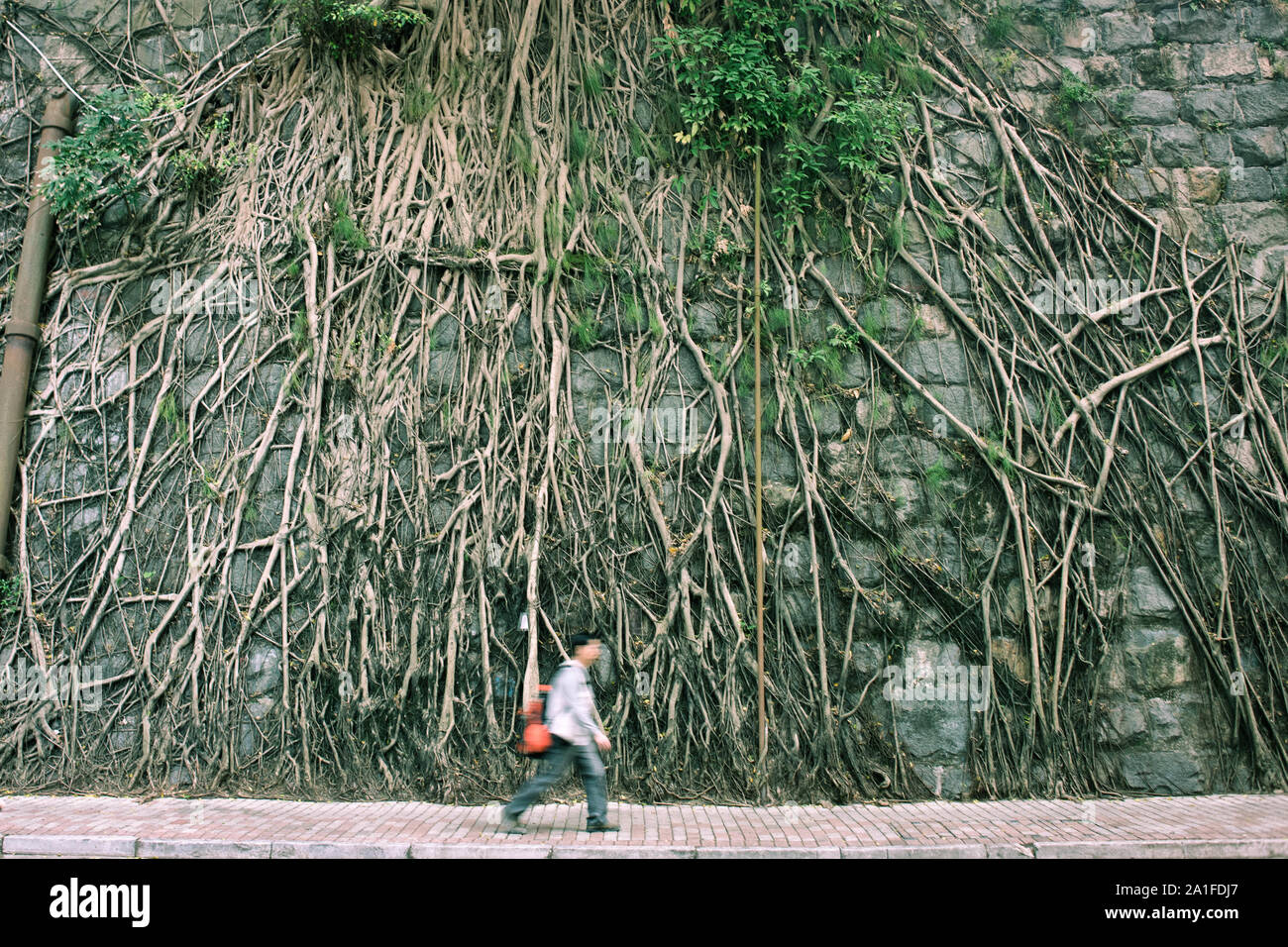 Banyan tree hong kong hi-res stock photography and images - Alamy