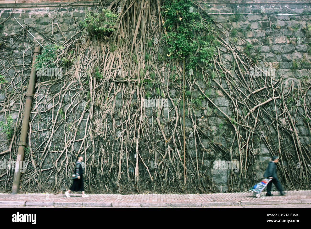 Banyan tree hong kong hi-res stock photography and images - Alamy
