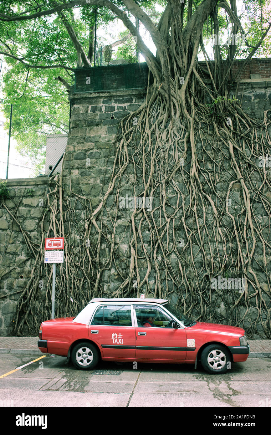 Stone wall banyan trees in Forbes street in Kennedy Town of Hong Kong ...