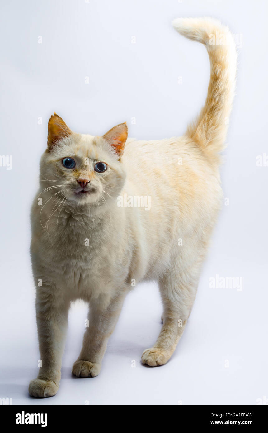 gingerly red funny cat indignantly looks with blue eyes on a light ...