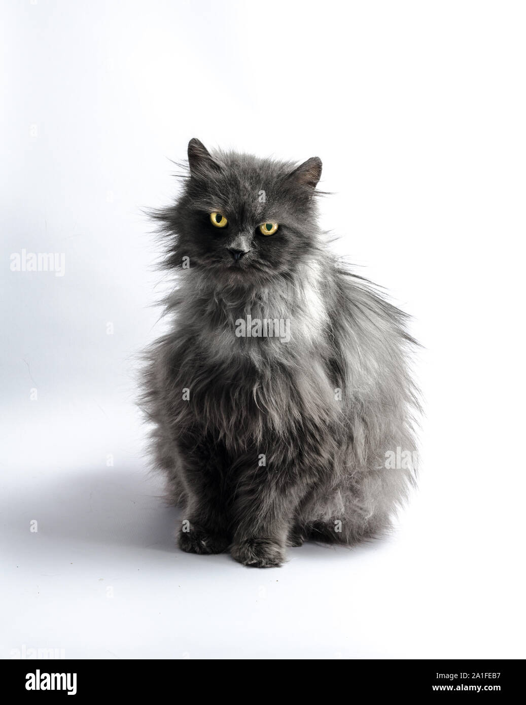 Dishevelled cat hi-res stock photography and images - Alamy