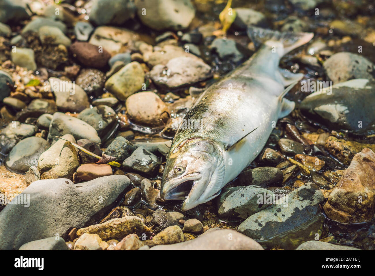 Fish killed with a gun. Fishermen poachers concept Stock Photo - Alamy