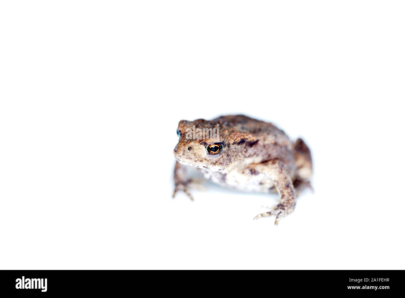 Even toad Cut Out Stock Images & Pictures - Alamy