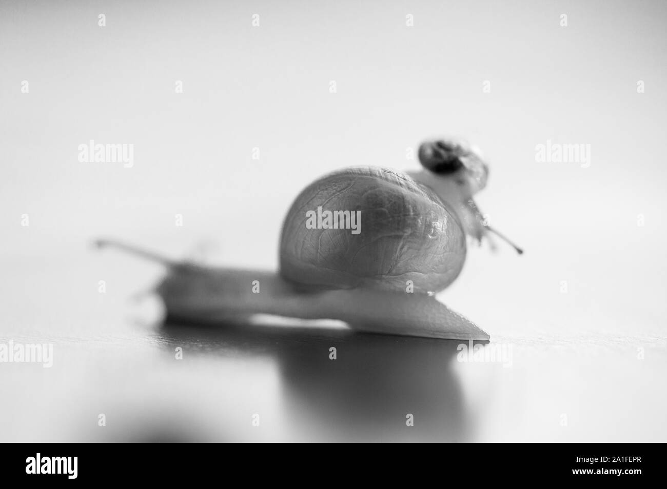 Little snail riding on a big snail. The big snail is taking care about ...