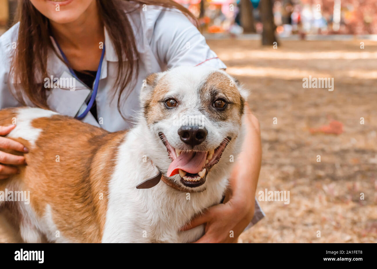 Grinning dog hi-res stock photography and images - Alamy