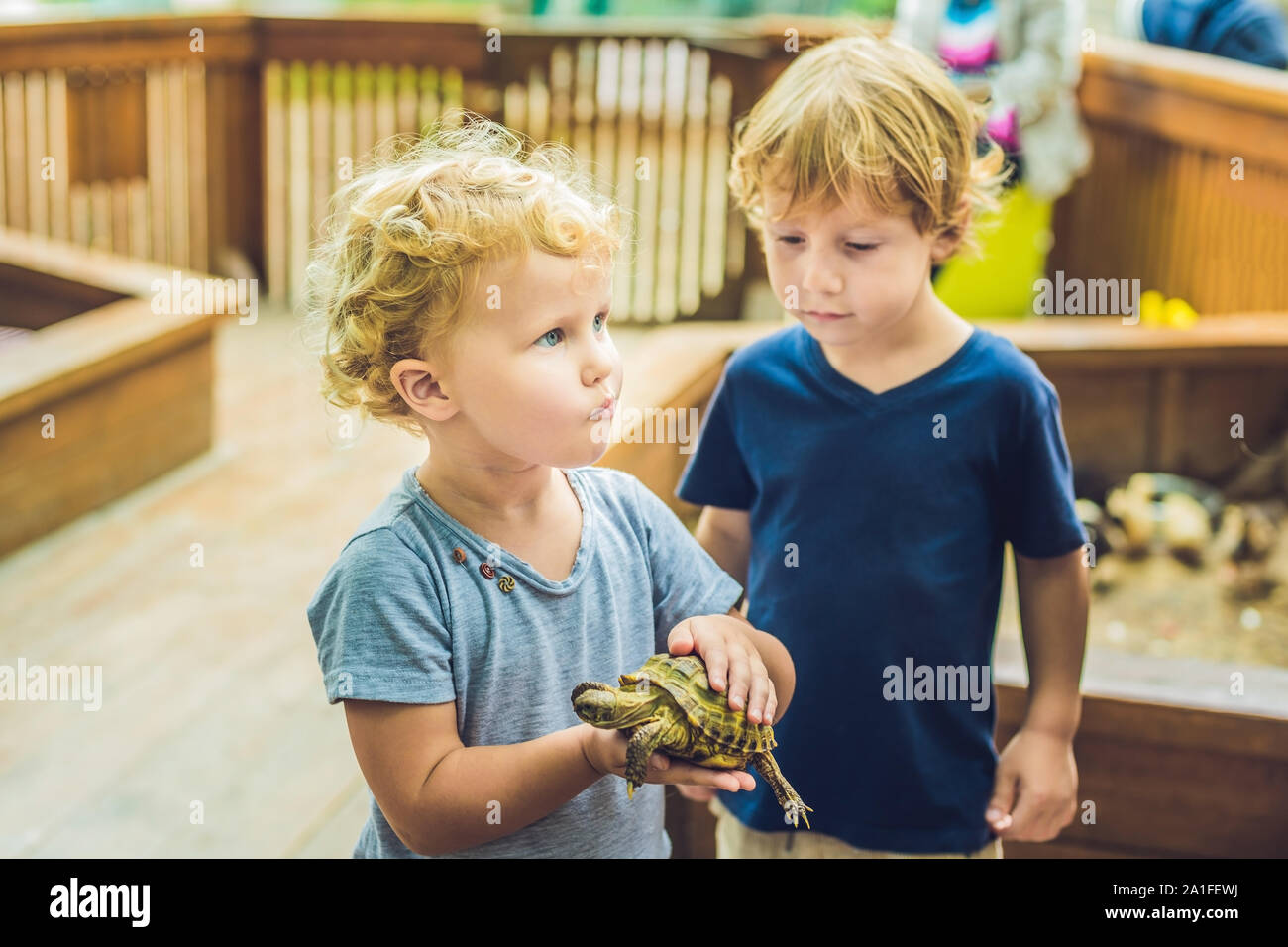 toddlers boy and girl caresses and playing with turtle in the petting ...