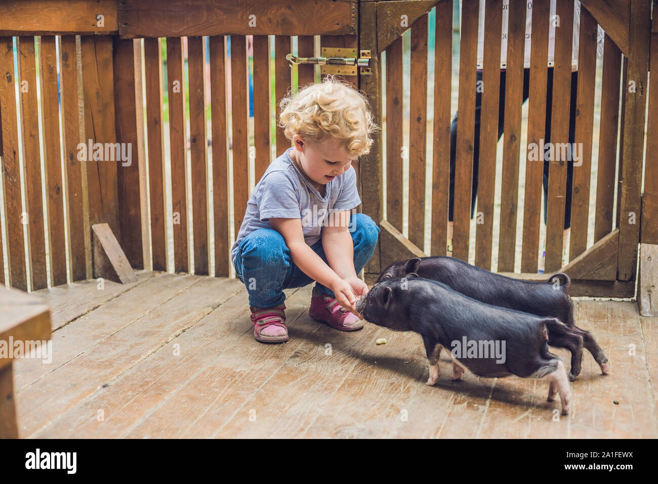 toddler girl caresses and feeds pig piglet in the petting zoo. concept ...