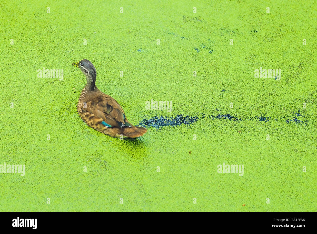 Duckweed feeding hi-res stock photography and images - Alamy
