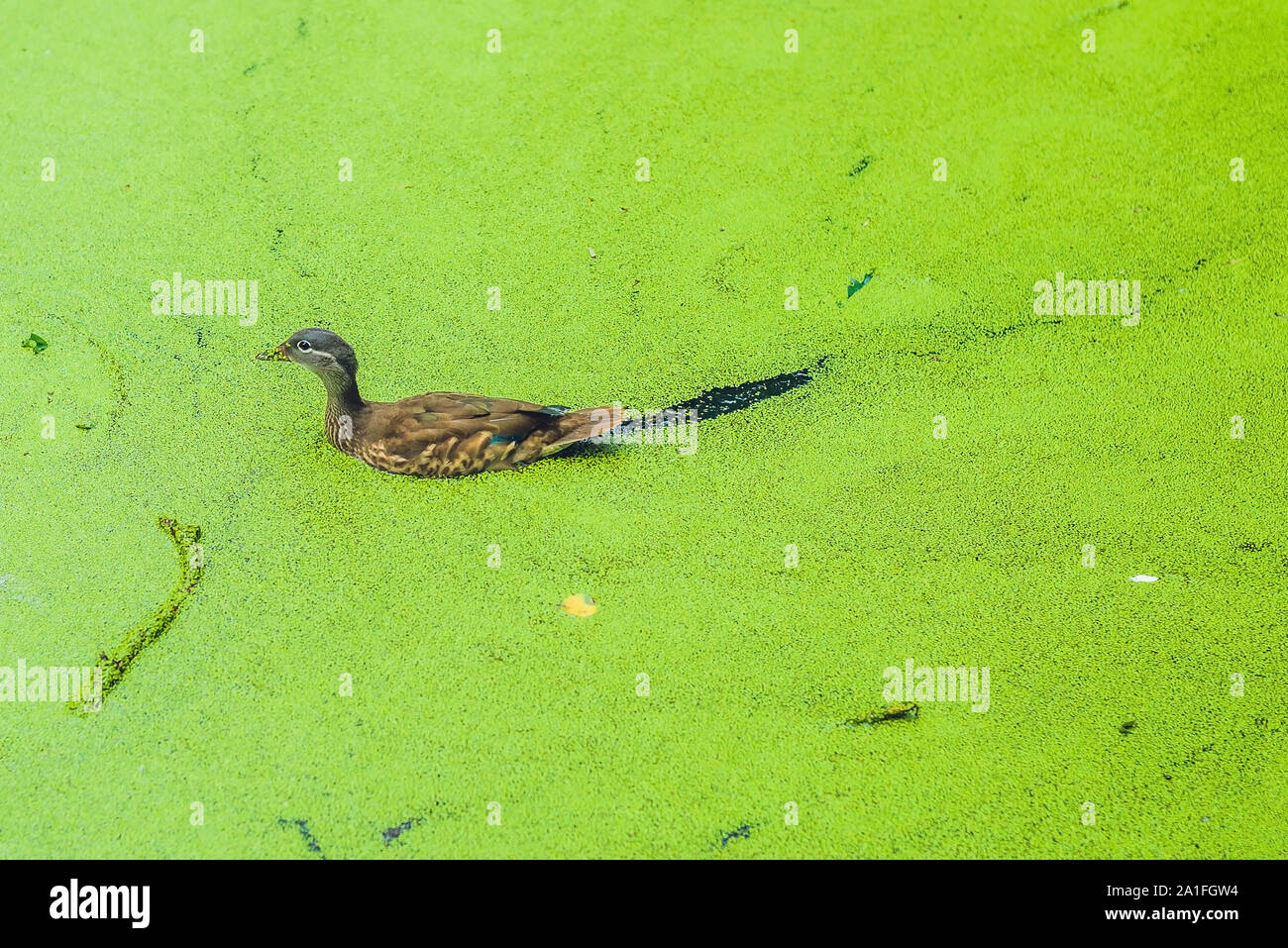 Duckweed Feeding Stock Photos & Duckweed Feeding Stock Images - Alamy