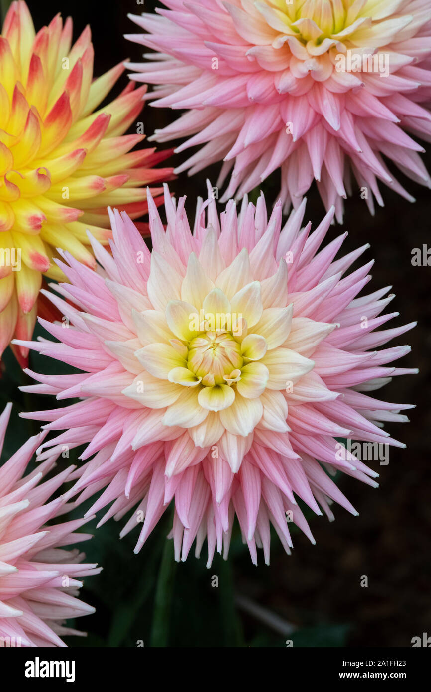 Dahlia ruskin michelle hi-res stock photography and images - Alamy