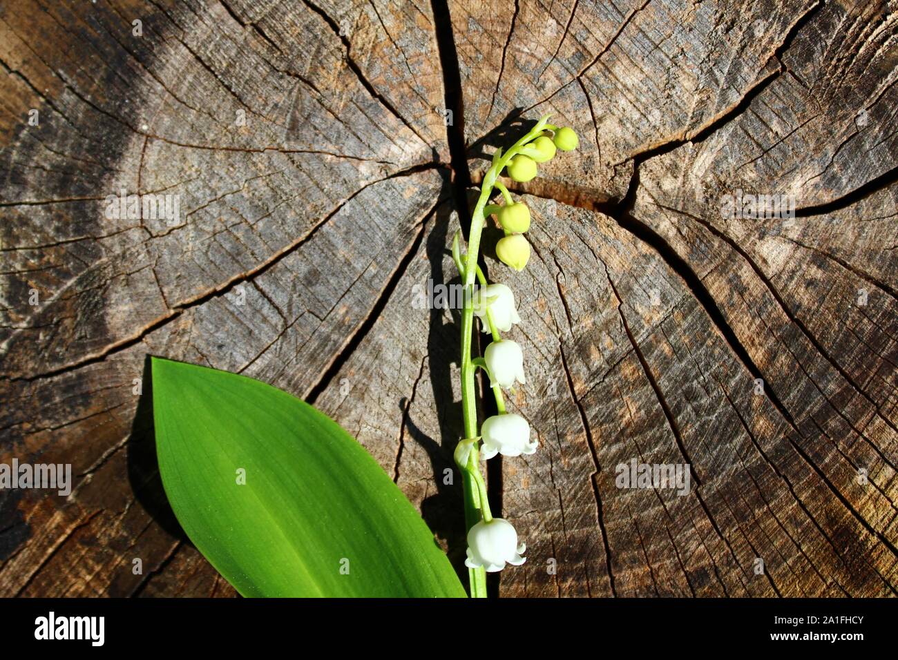 The picture shows lily of the valley on a weathered tree trunk Stock ...