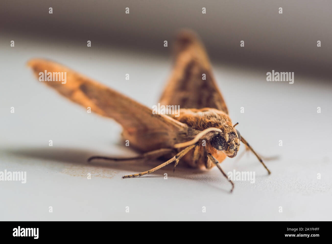 giant brown peacock moth on a white background Stock Photo - Alamy